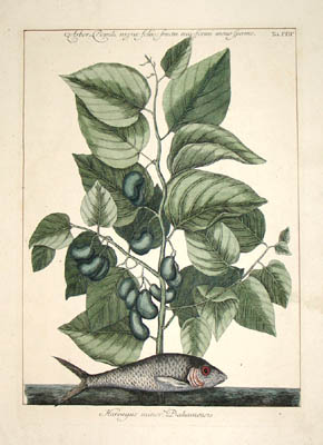 George Glazer Gallery - Antique Shell, Fish and Marine Prints - Mark ...