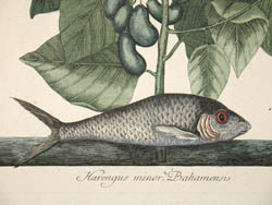 George Glazer Gallery - Antique Shell, Fish and Marine Prints - Mark ...