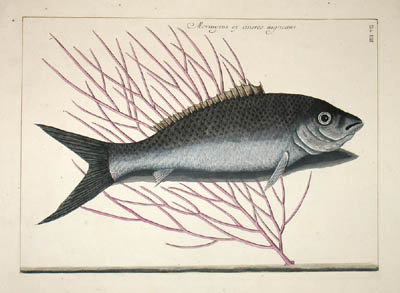 George Glazer Gallery - Antique Shell, Fish and Marine Prints - Mark ...