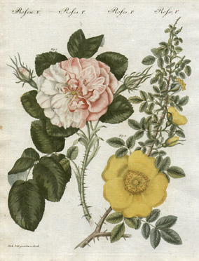 George Glazer Gallery - Antique Botanical Prints - Friedrich Bertuch Roses