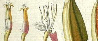 George Glazer Gallery - Antique Botanical Prints - Banana Tree Prints ...
