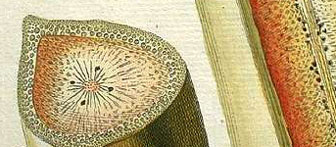 George Glazer Gallery - Antique Botanical Prints - Banana Tree Prints ...