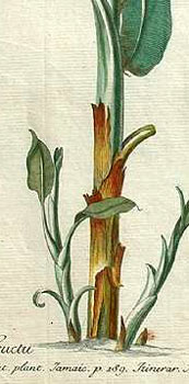 George Glazer Gallery - Antique Botanical Prints - Banana Tree Prints ...