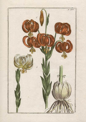 George Glazer Gallery - Antique Botanical Prints - Rabel Botanical Prints