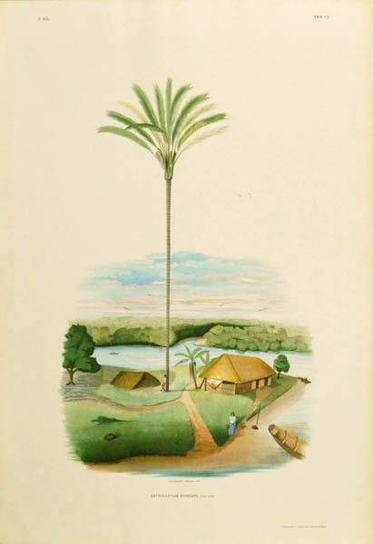 Botanical, Art, Tropical, Palm Trees, Brazil, Rodrigues, Antique Prints ...