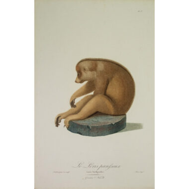 Monkey, Art, Audebert, Antique Prints, Paris, c. 1800 | George Glazer ...