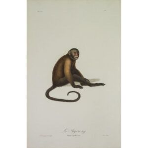 Monkey, Art, Audebert, Antique Prints, Paris, c. 1800 | George Glazer ...