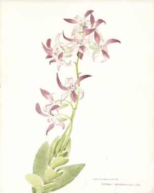Fine Art, Flower Composition, Orchids, Charles Baskerville, Vintage ...