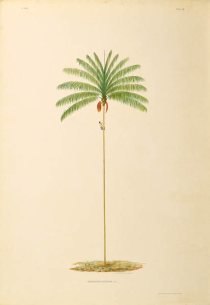 Botanical, Art, Tropical, Palm Trees, Brazil, Rodrigues, Antique Prints ...