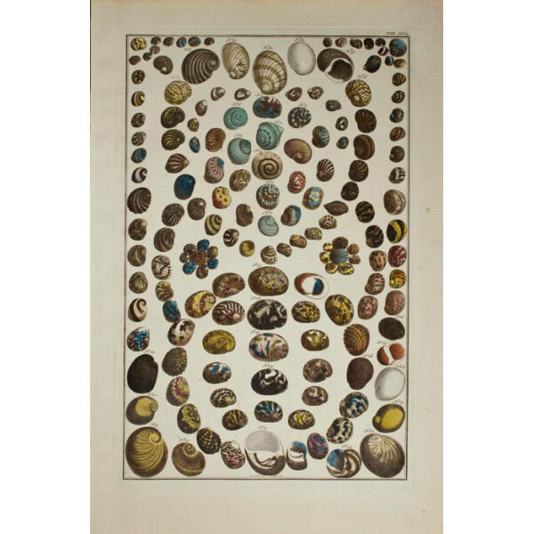Natural History Art, Sea Shells, Albertus Seba, Antique Prints ...