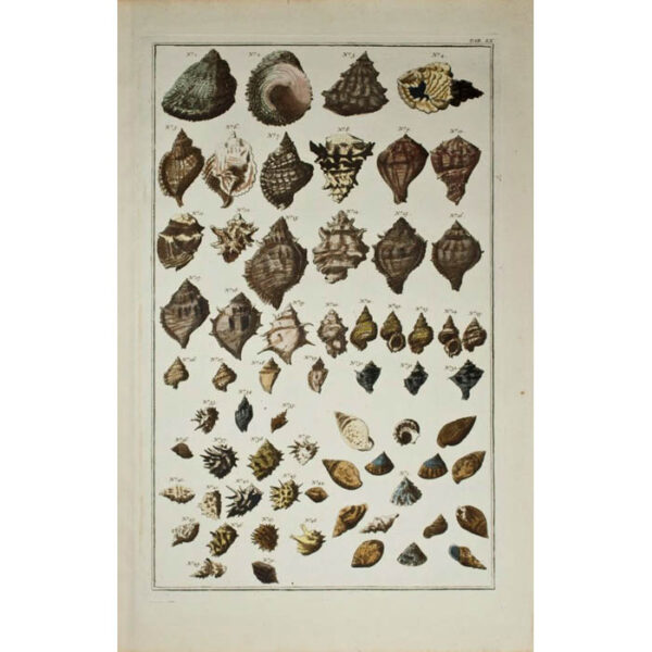 Natural History Art, Sea Shells, Albertus Seba, Antique Prints ...