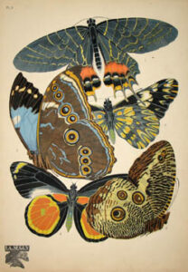 Design Art, Natural History, Seguy Butterflies, Papillons, Art Nouveau ...