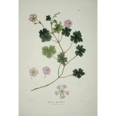 Botanical, Art, Asian, India, Nathaniel Wallich, Antique Prints, London ...