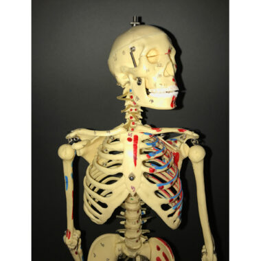 Science, Medical, Anatomy, Model, Miniature Skeleton | George Glazer ...