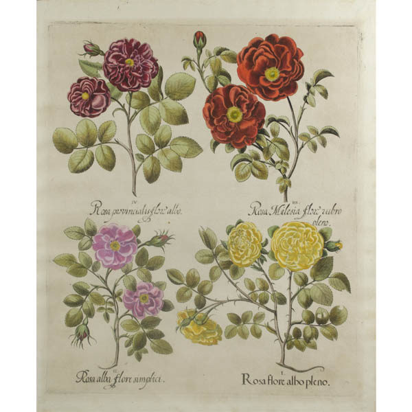 Botanical, Art, Besler, Hortus Eystettensis, Roses, Framed Antique ...