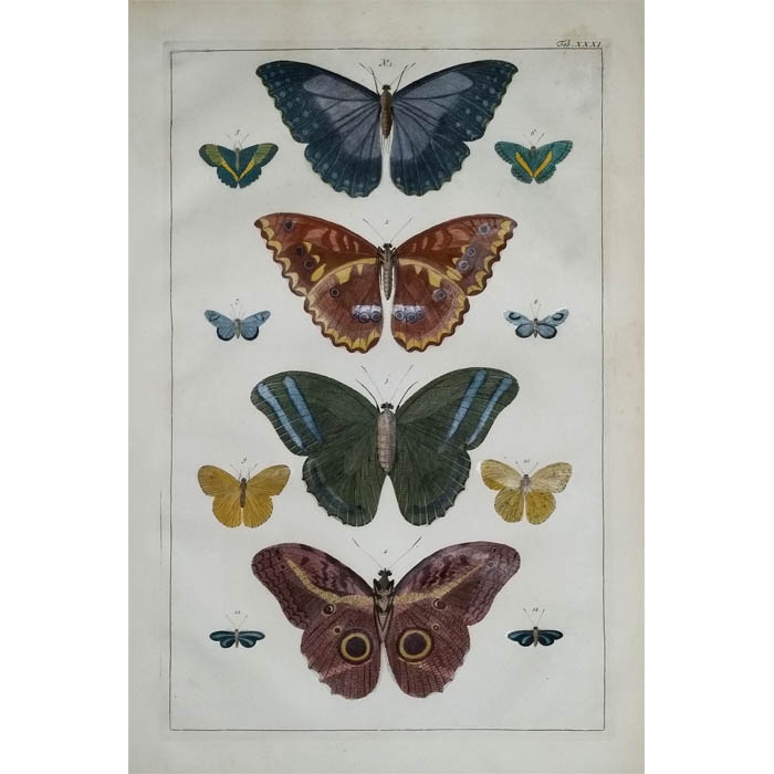 Natural History Art, Insects, Butterflies, Albertus Seba, Antique ...