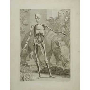 Science, Medical, Anatomy, Diagram, Albinus, Antique Prints, London ...