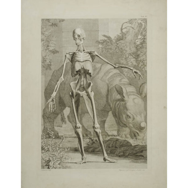 Science, Medical, Anatomy, Diagram, Albinus, Antique Prints, London ...