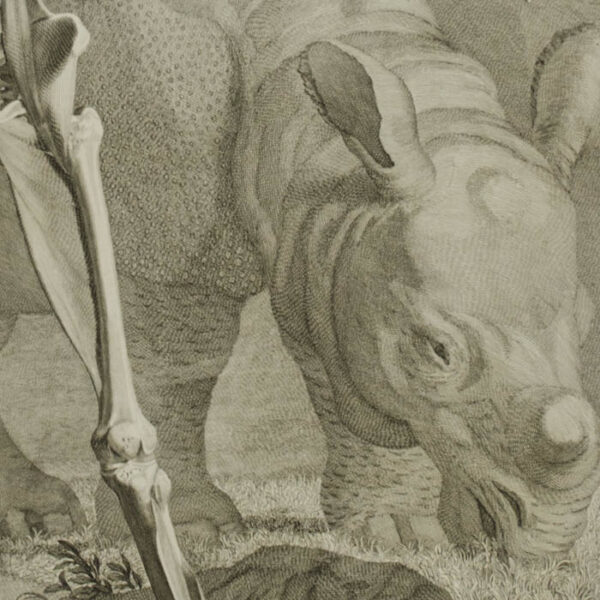 Science, Medical, Anatomy, Diagram, Albinus, Antique Prints, London ...