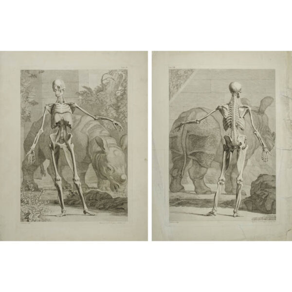 Science, Medical, Anatomy, Diagram, Albinus, Antique Prints, London ...
