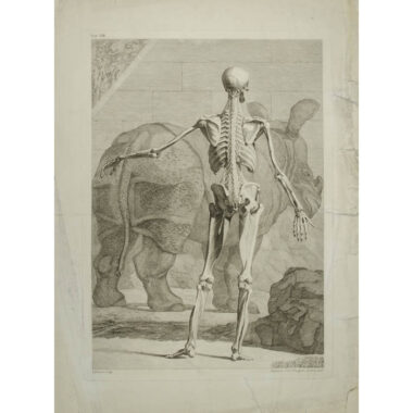Science, Medical, Anatomy, Diagram, Albinus, Antique Prints, London ...