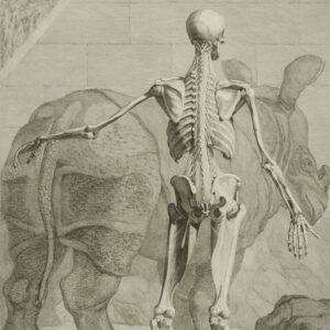Science, Medical, Anatomy, Diagram, Albinus, Antique Prints, London ...
