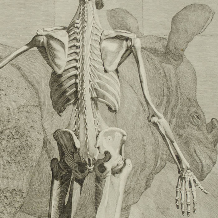 Science, Medical, Anatomy, Diagram, Albinus, Antique Prints, London ...