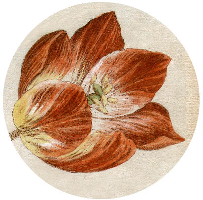 Flower Power: The Story of Botanical Art – George Glazer Gallery, Antiques