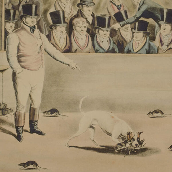 Sporting, Gambling, Billy the Rat Killing Dog, Antique Print, British ...