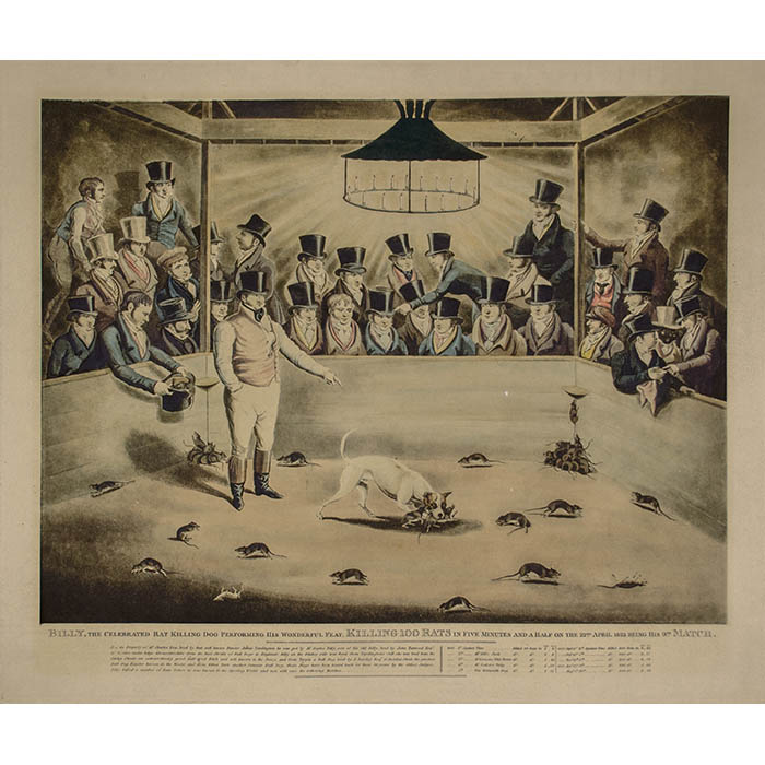 Sporting, Gambling, Billy the Rat Killing Dog, Antique Print, British ...