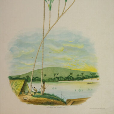 Botanical, Art, Tropical, Palm Trees, Brazil, Rodrigues, Antique Prints ...