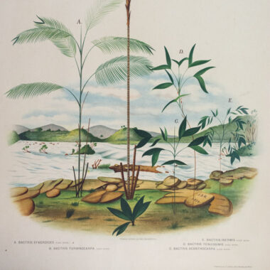 Botanical, Art, Tropical, Palm Trees, Brazil, Rodrigues, Antique Prints ...