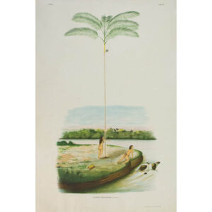 Botanical, Art, Tropical, Palm Trees, Brazil, Rodrigues, Antique Prints ...