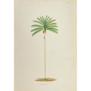 Botanical, Art, Tropical, Palm Trees, Brazil, Rodrigues, Antique Prints ...