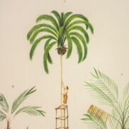 Botanical, Art, Tropical, Palm Trees, Brazil, Rodrigues, Antique Prints ...