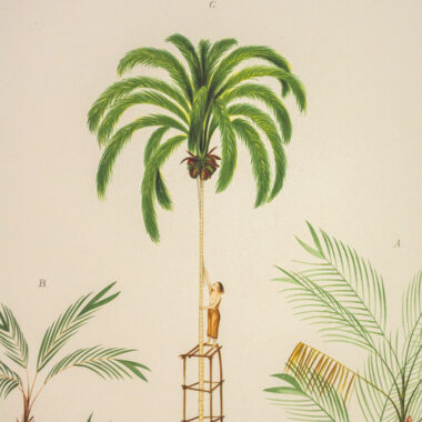 Botanical, Art, Tropical, Palm Trees, Brazil, Rodrigues, Antique Prints ...