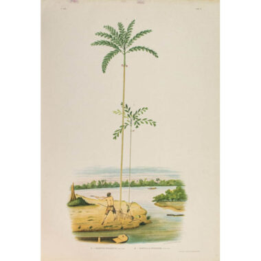 Botanical, Art, Tropical, Palm Trees, Brazil, Rodrigues, Antique Prints ...
