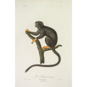 Monkey, Art, Audebert, Antique Prints, Paris, c. 1800 | George Glazer ...