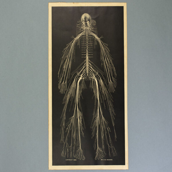 Science, Medical, Anatomy, Model Specimen, Nervous System, Rufus Weaver ...