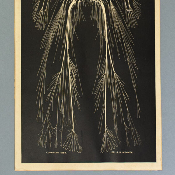 Science, Medical, Anatomy, Model Specimen, Nervous System, Rufus Weaver ...